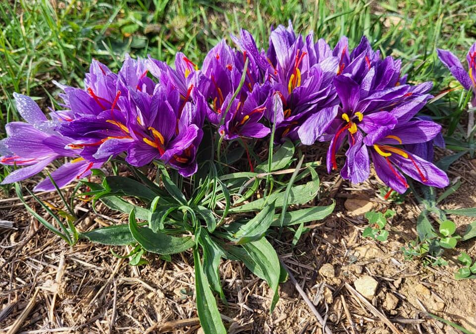 safran - Grand Sud FM